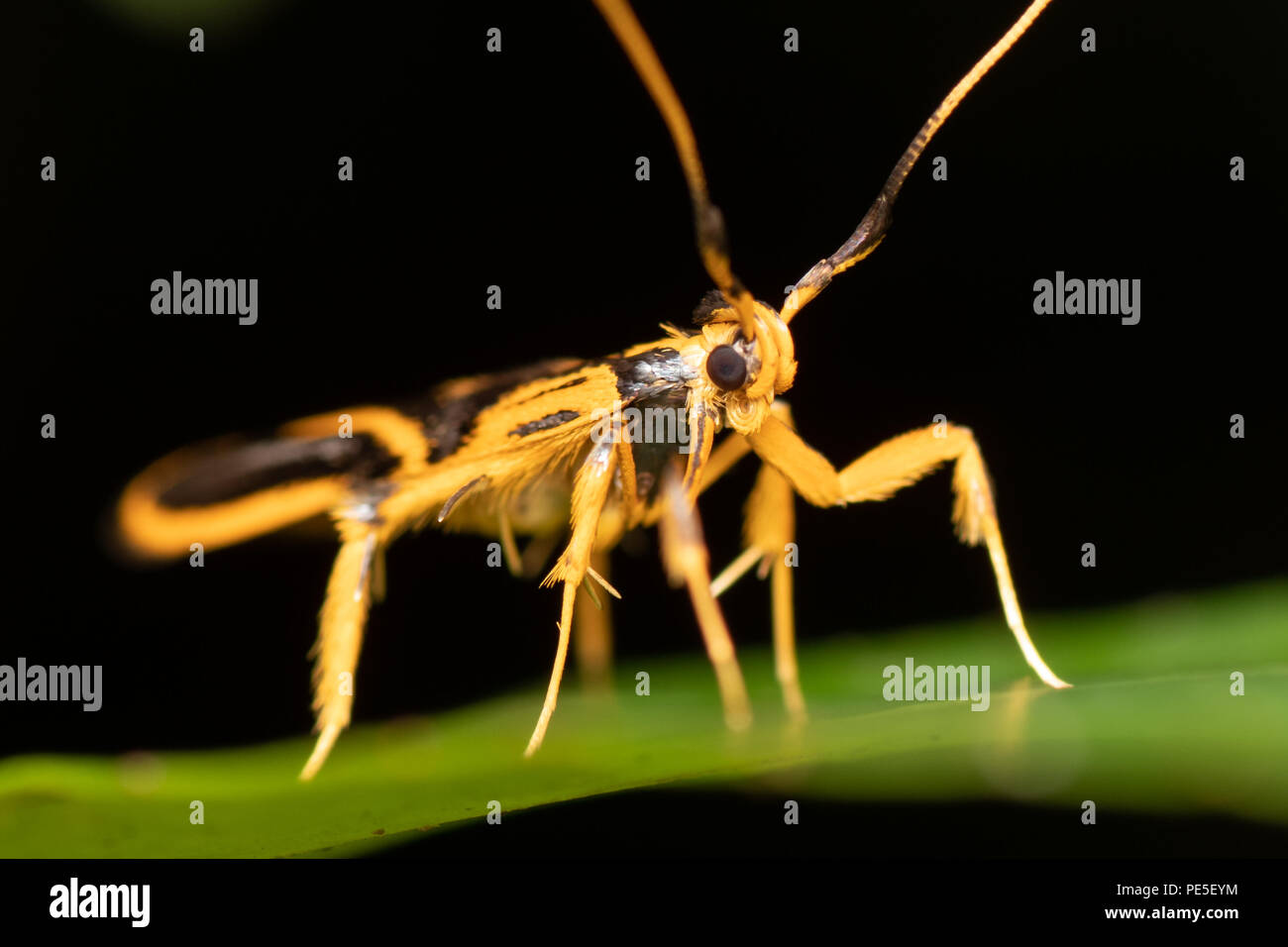 Horned moths hi-res stock photography and images - Alamy