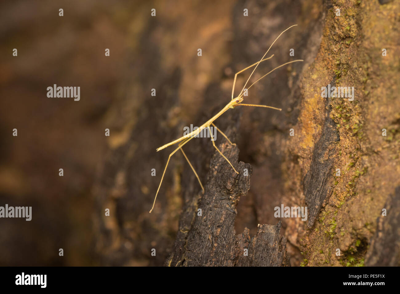 The Phasmatodea (also known as Phasmida or Phasmatoptera) are an order ...