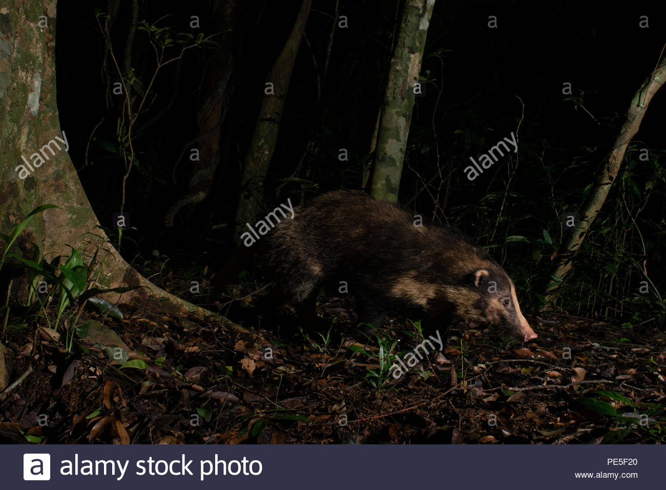 Mustelidae Stock Photos & Mustelidae Stock Images - Alamy