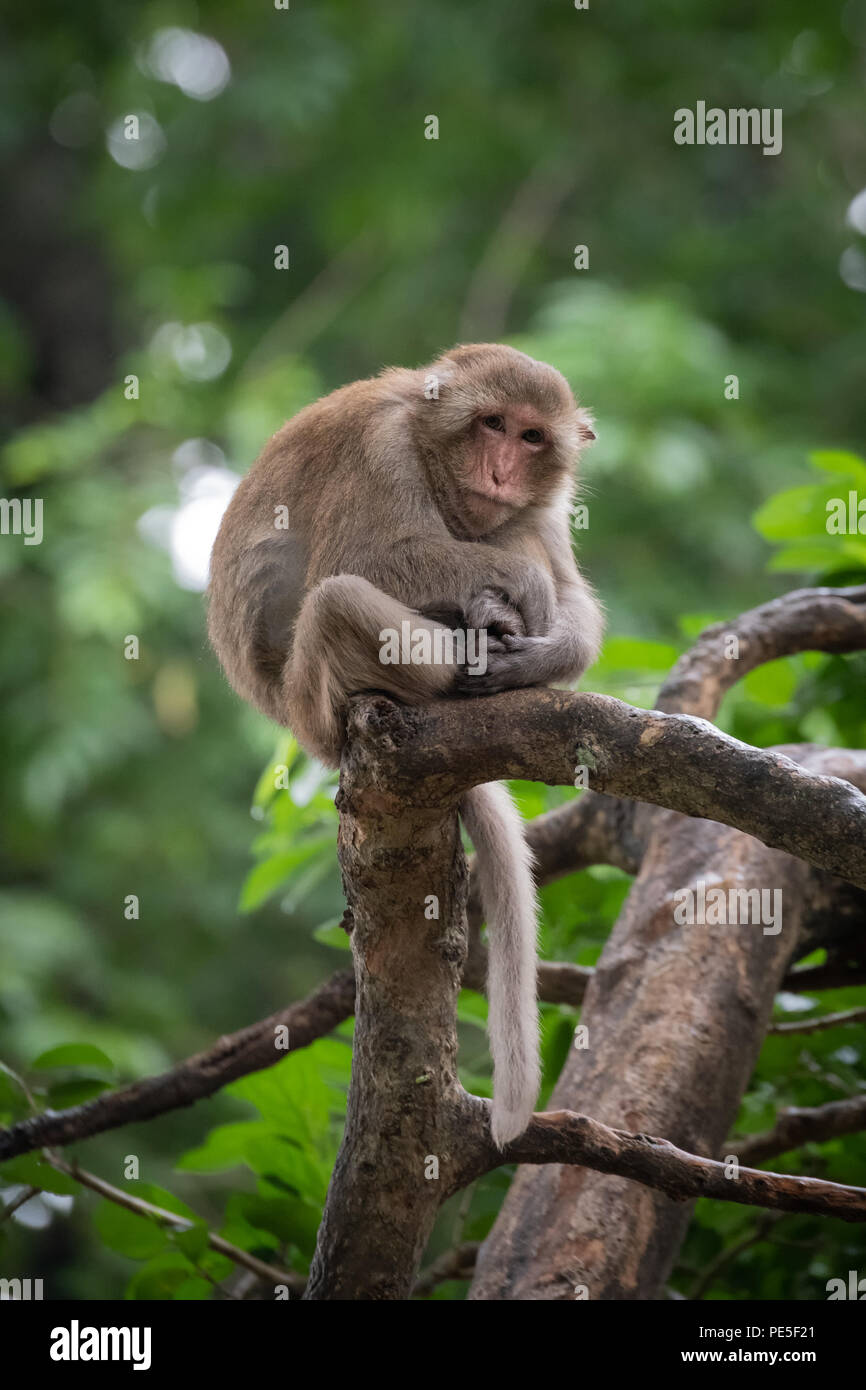 Assam Macaques High Resolution Stock Photography and Images - Alamy