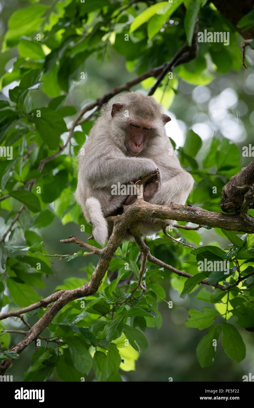 Assamese Monkey Stock Photos & Assamese Monkey Stock Images - Alamy