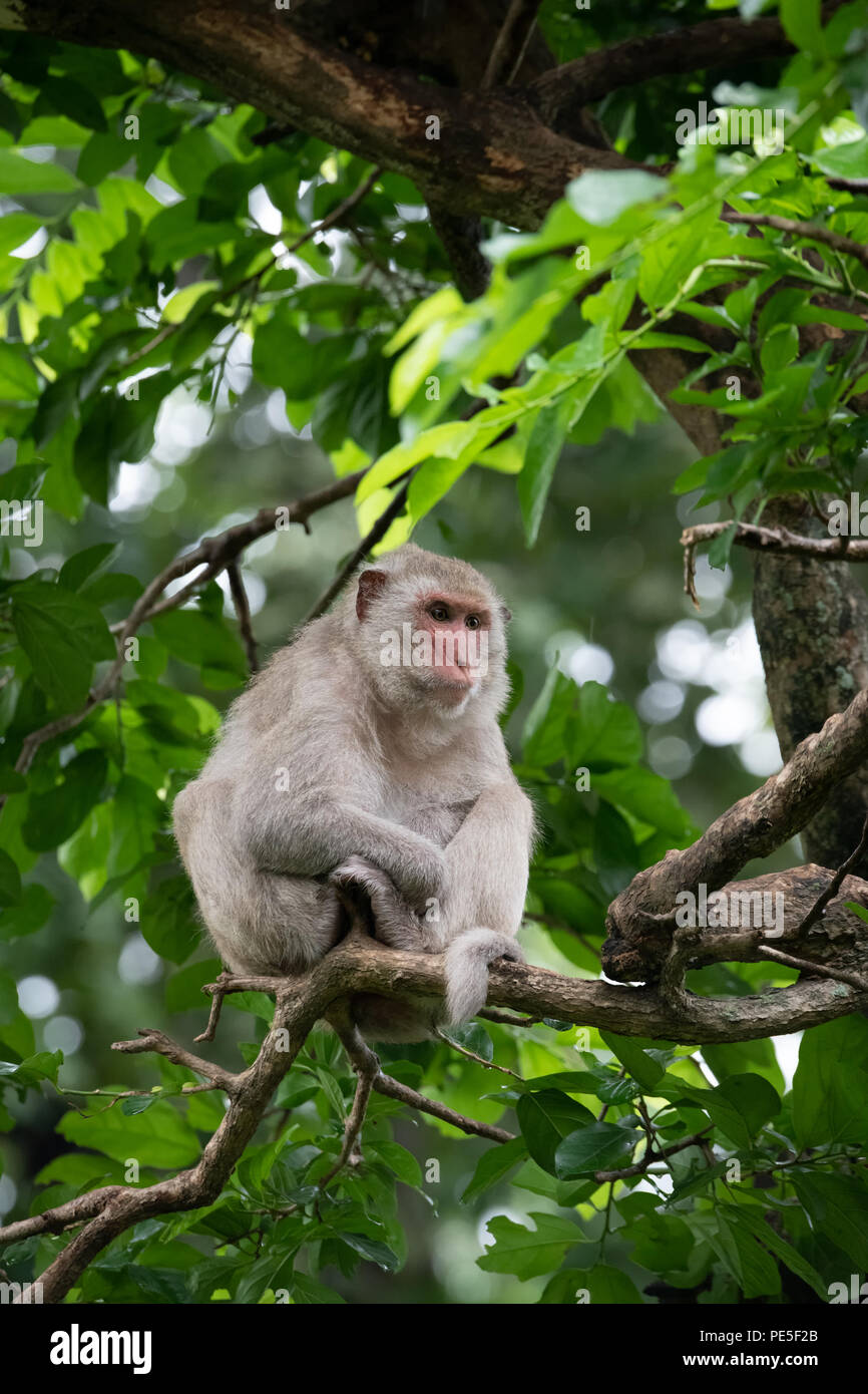 Assamese Monkey Stock Photos & Assamese Monkey Stock Images - Alamy