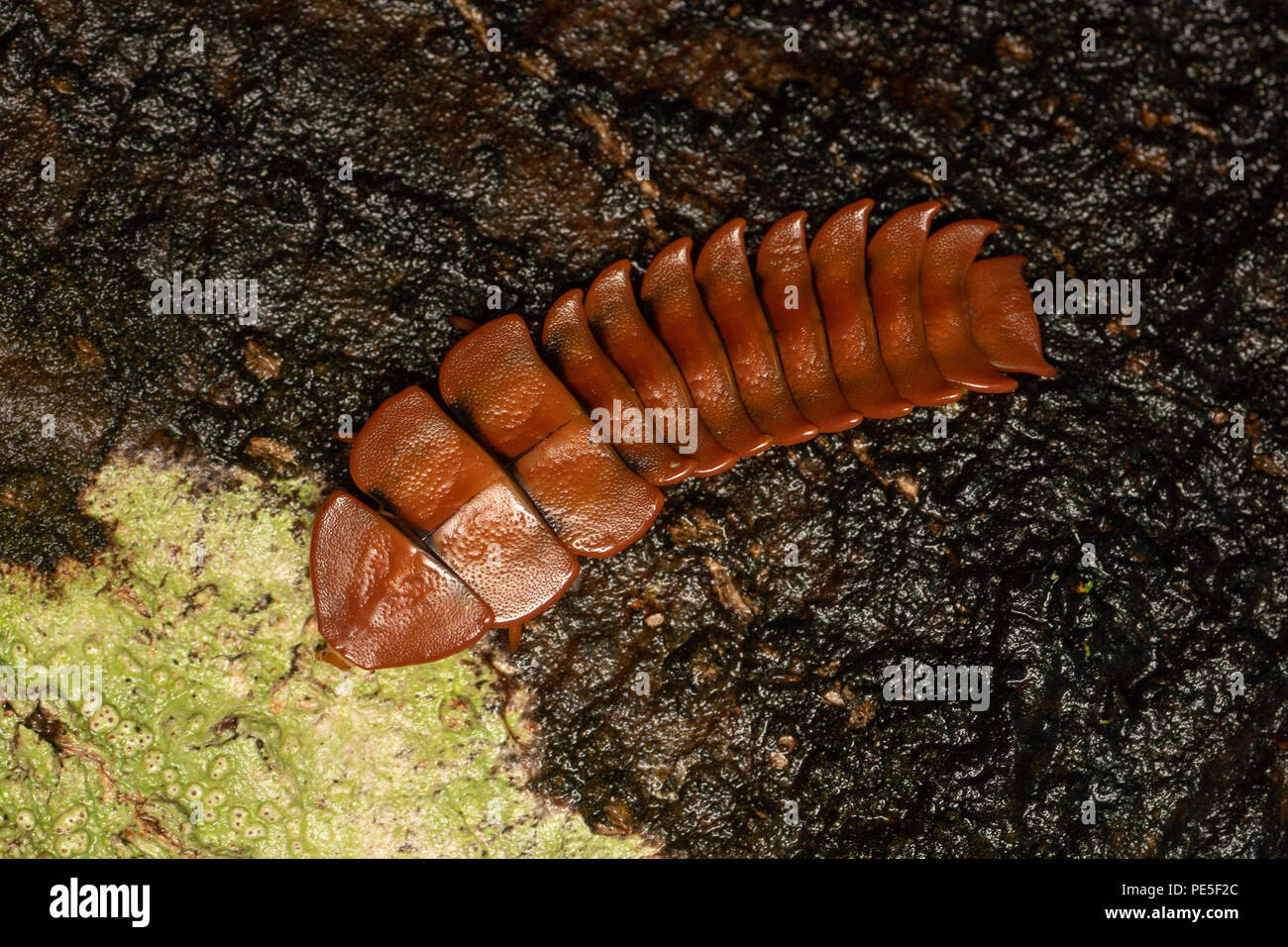 Lycidae hi-res stock photography and images - Alamy