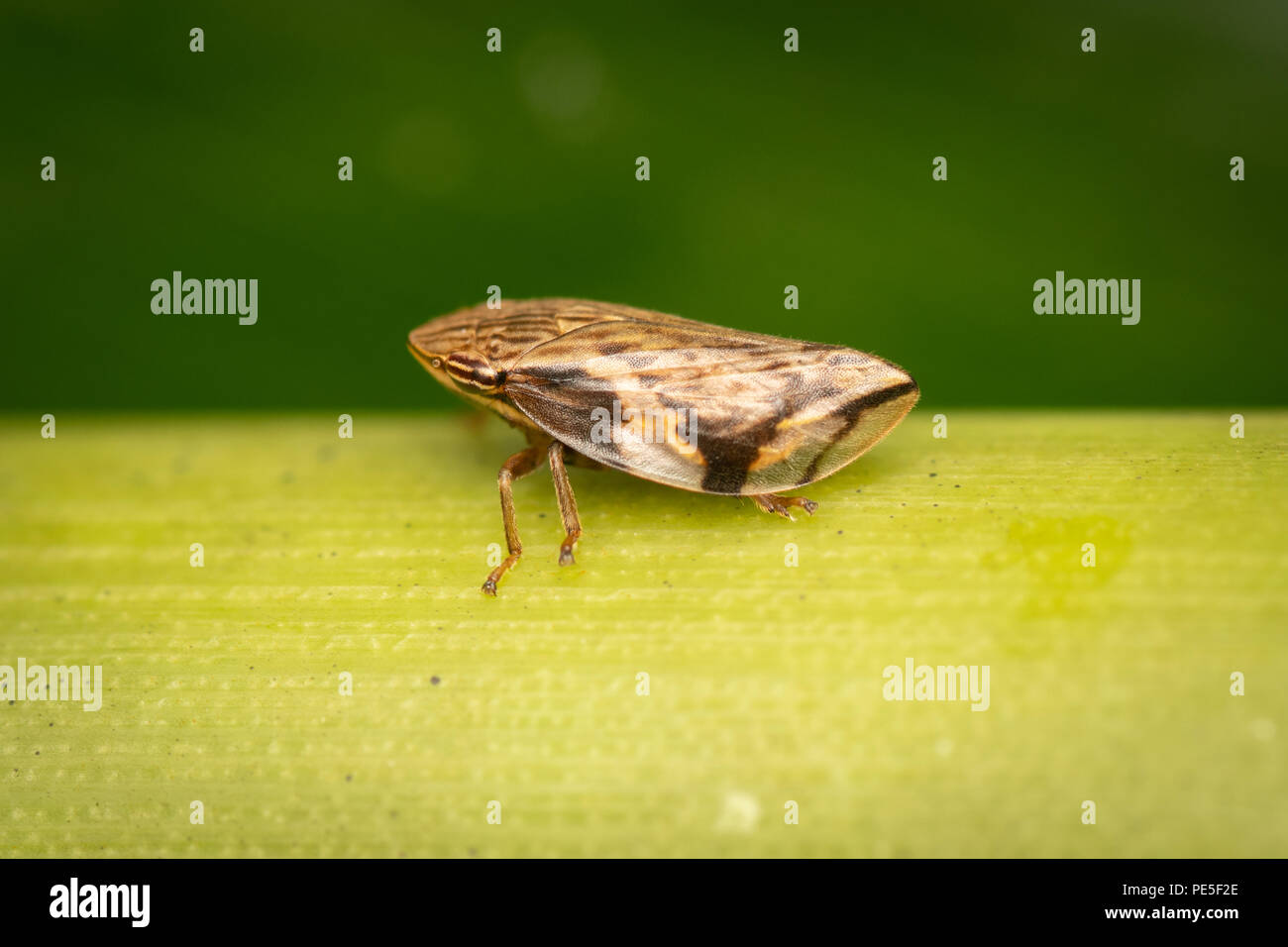 A leafhopper is the common name for any species from the family ...