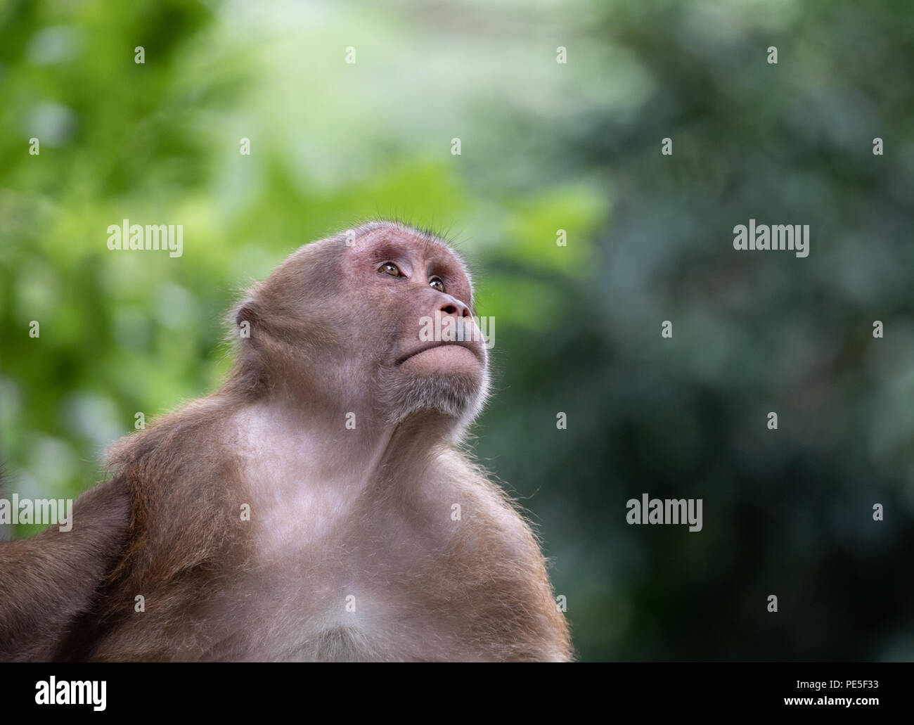Assamese Monkey Stock Photos & Assamese Monkey Stock Images - Alamy