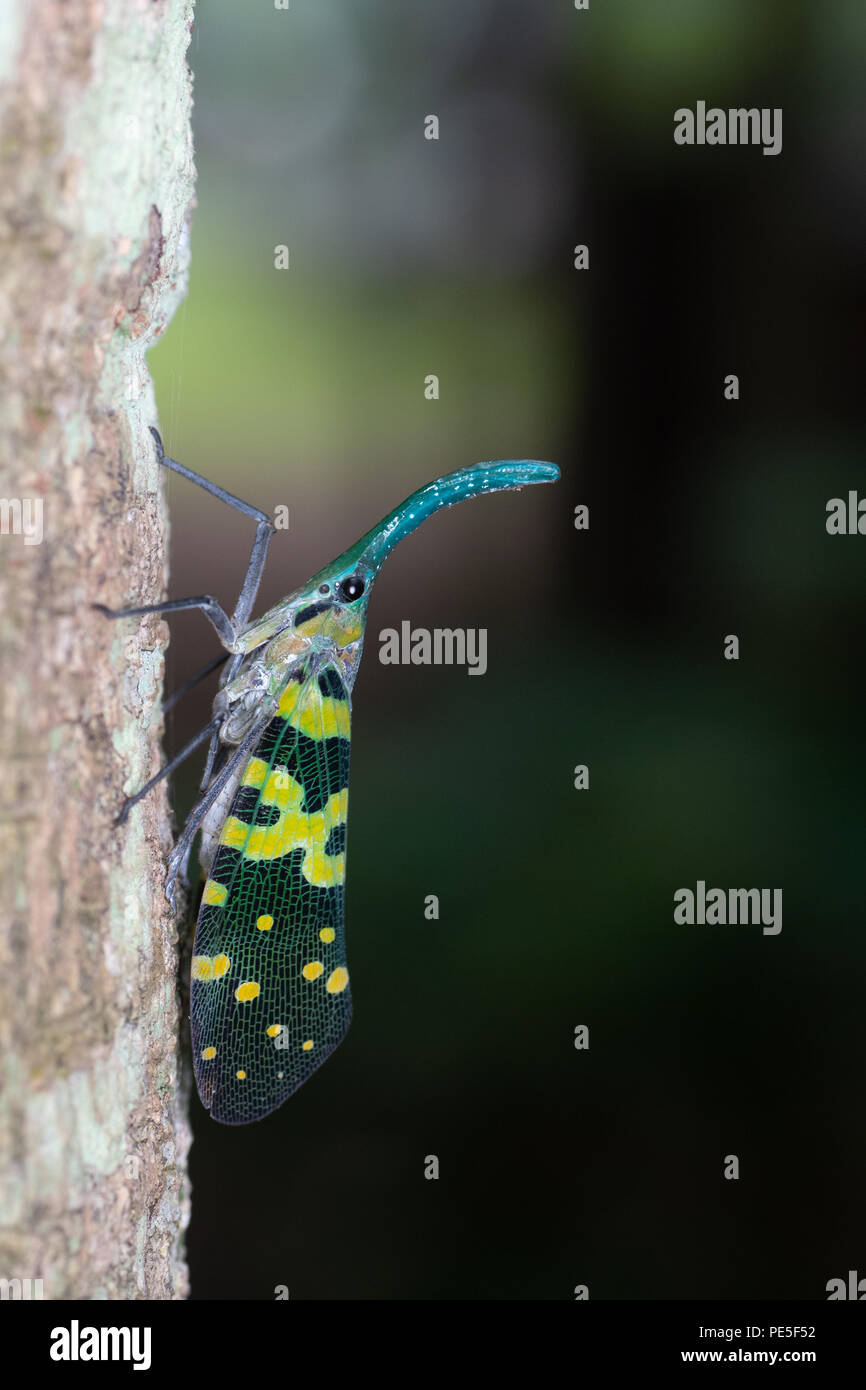 Lan sang national park hi-res stock photography and images - Alamy