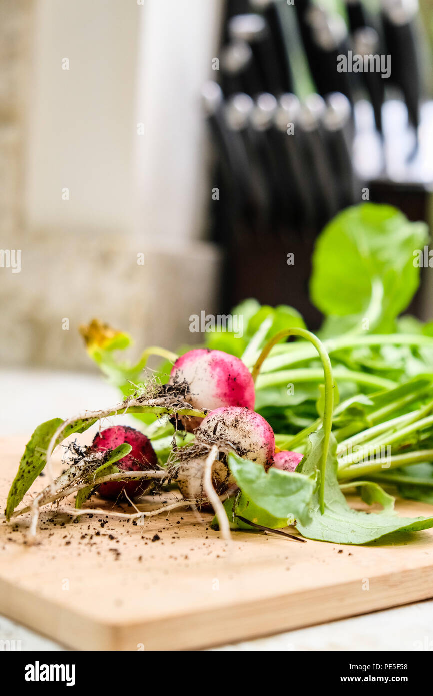Fresh radish from garden hi-res stock photography and images - Alamy
