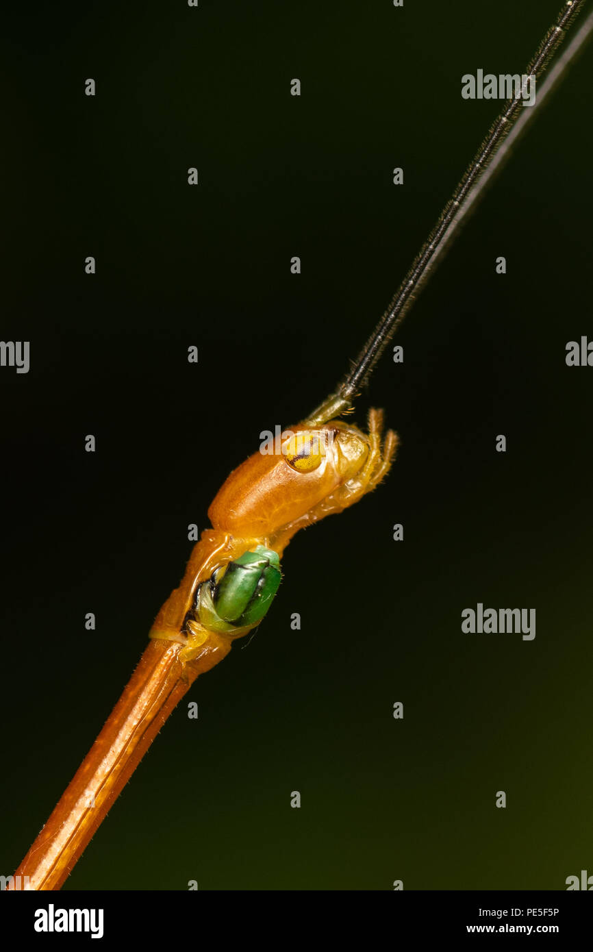 Ramulus siamensis stick insect Stock Photo - Alamy
