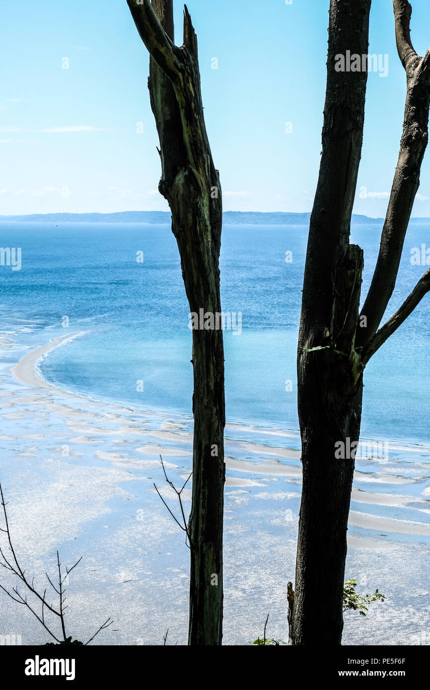 Exposed beach during low tide seen through two bare tree trunks Stock ...