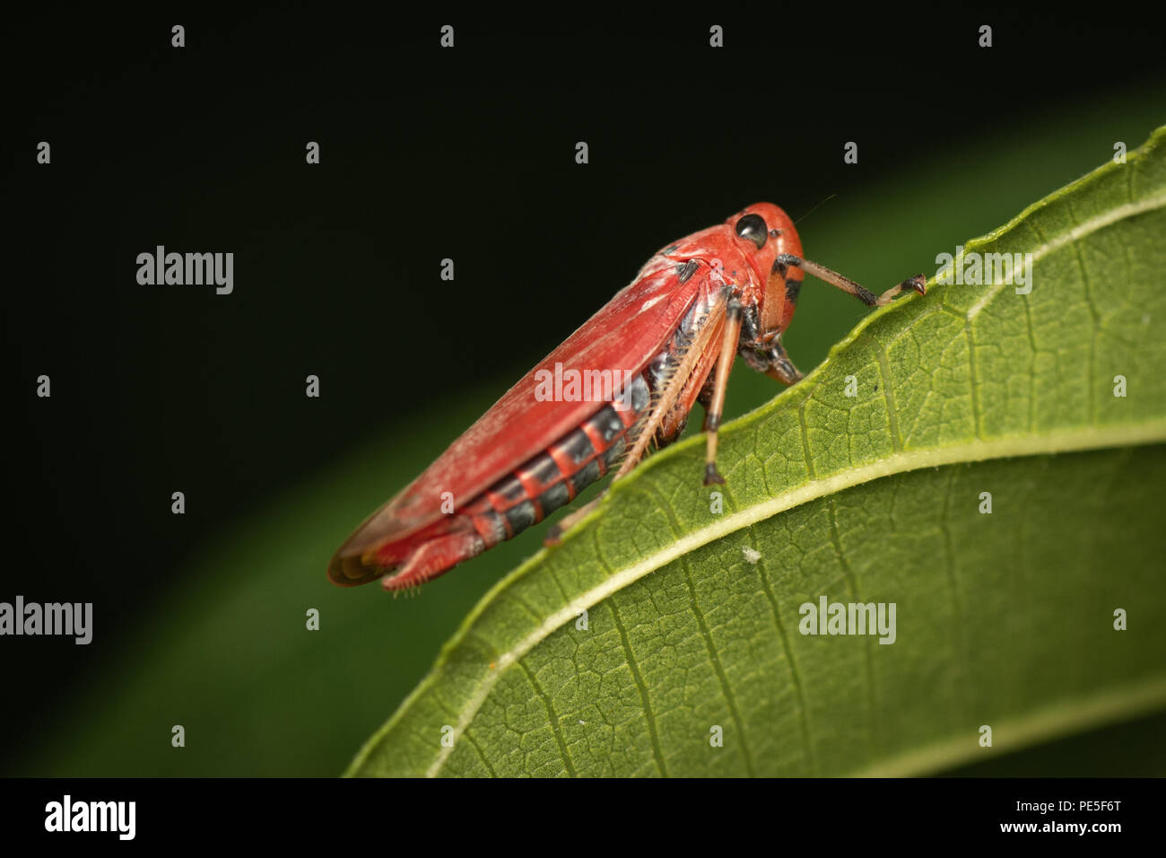 A leafhopper is the common name for any species from the family ...