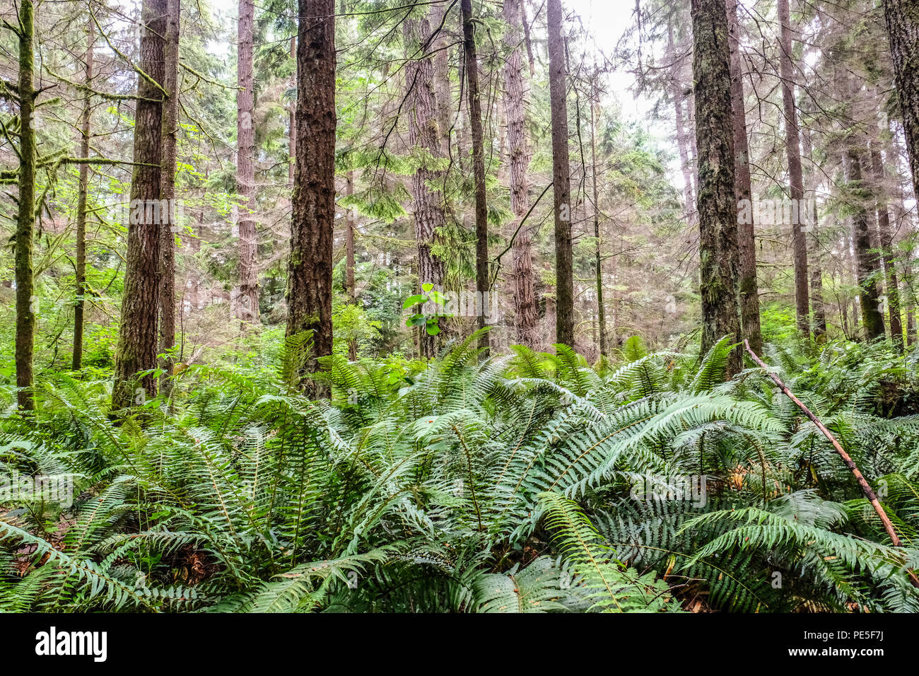 Tall straight trunks trees in hi-res stock photography and images - Alamy