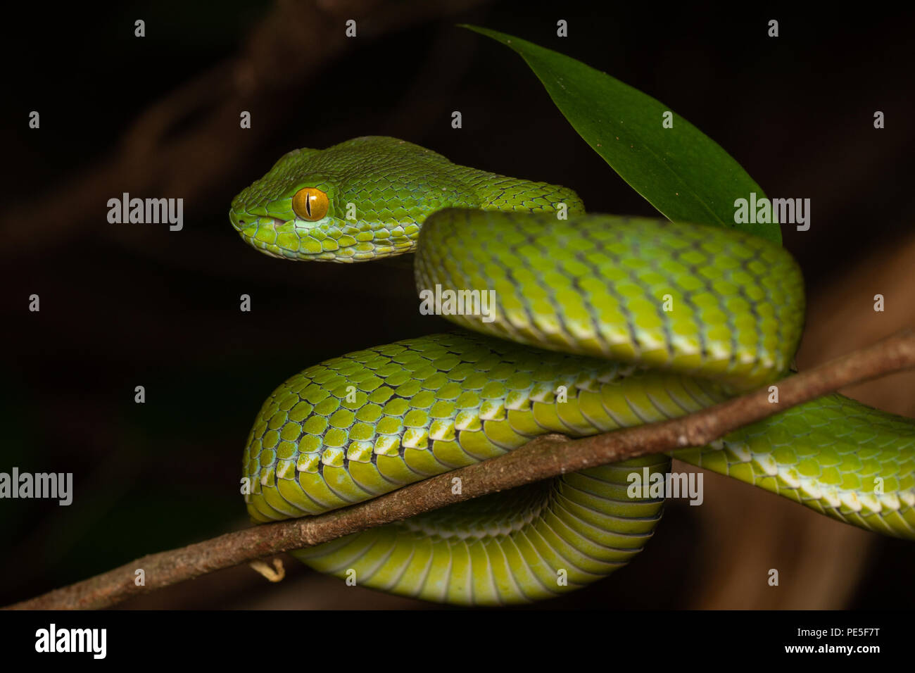 Trimeresurus albolabris, the white-lipped pit viper, is a venomous pit ...