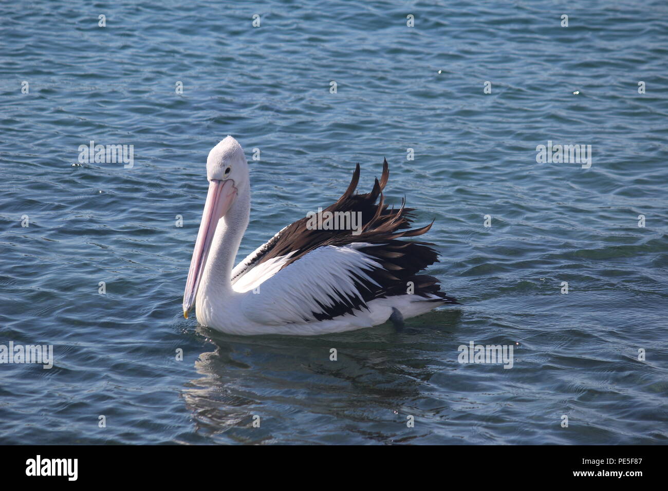 Pelican floating peacefully on water at Batemans Bay, Australia Stock ...