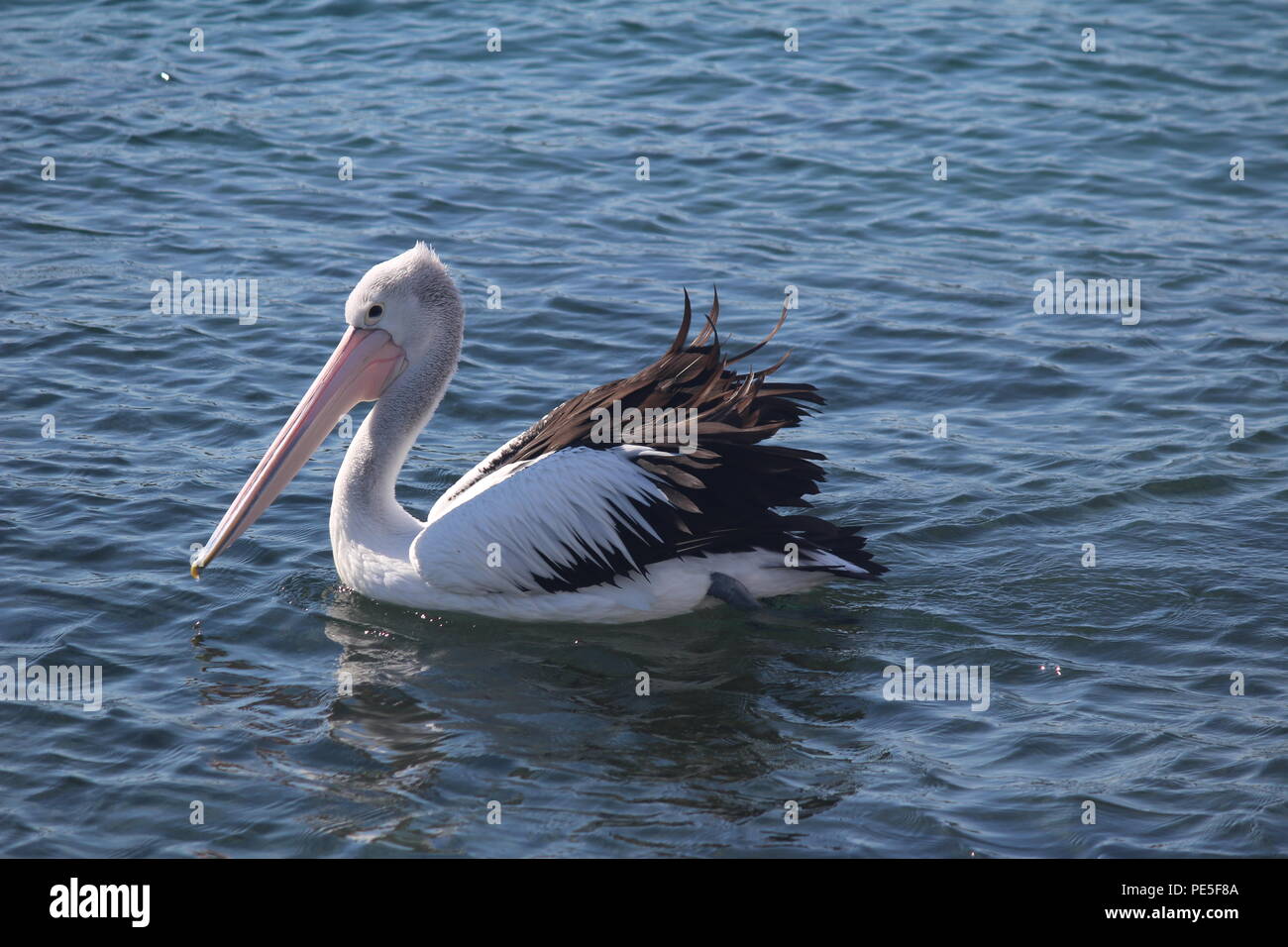 Pelican floating peacefully on water at Batemans Bay, Australia Stock ...