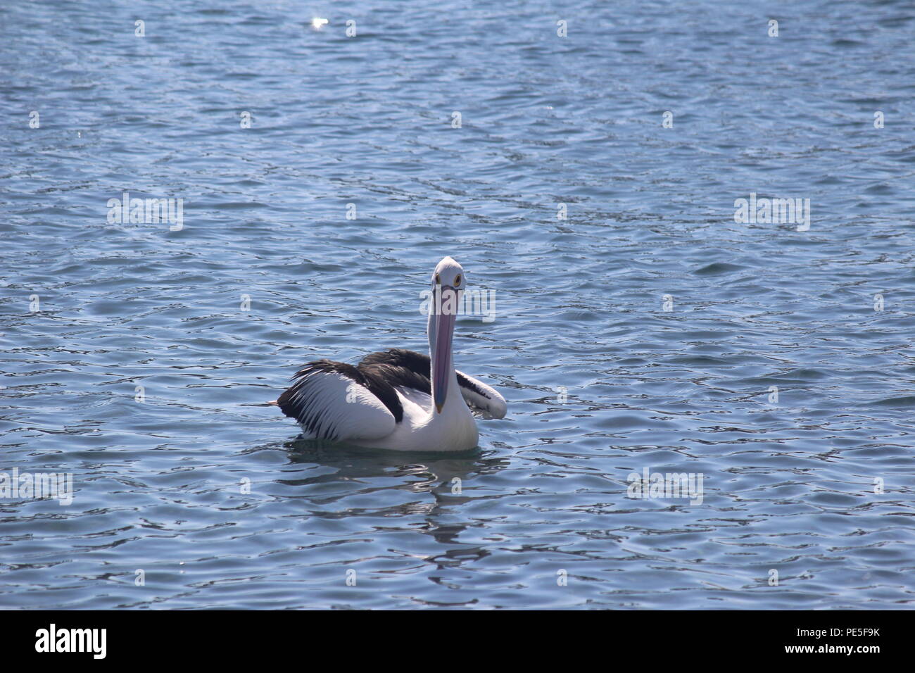Pelican floating peacefully on water at Batemans Bay, Australia Stock ...
