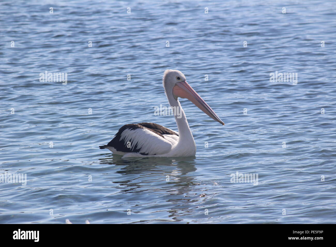 Pelican floating peacefully on water at Batemans Bay, Australia Stock ...