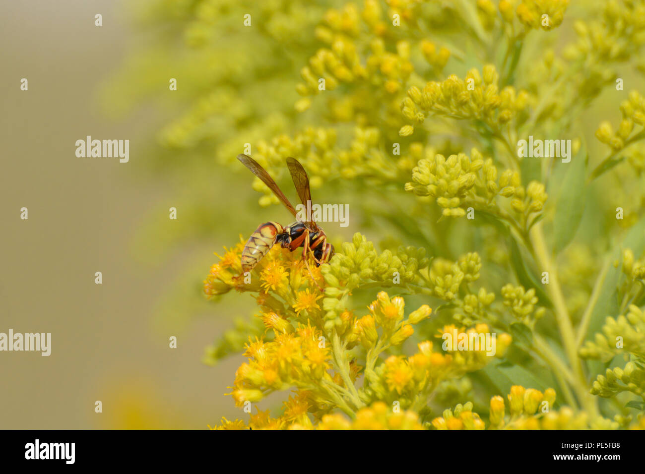 Golden Paper Wasp also know as Northern Paper Wasp or Polistes fuscatus ...