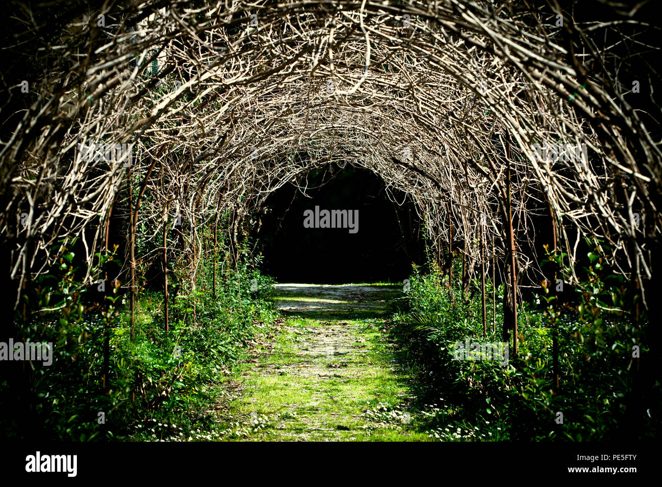 tunnel of grape branches Stock Photo - Alamy
