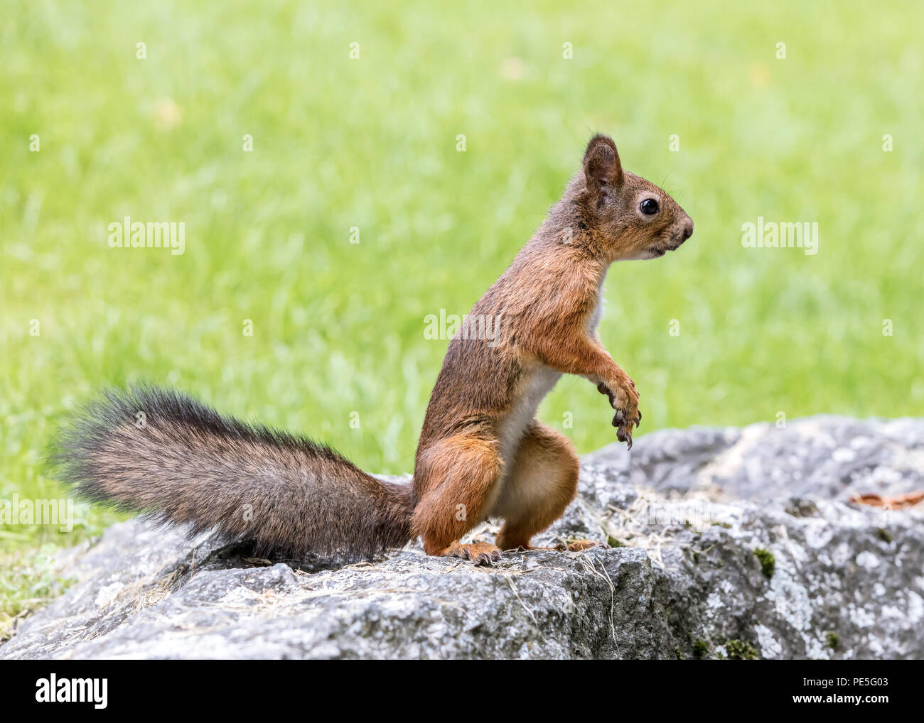 red squirrel standing on big stone on blurred green lawn background ...