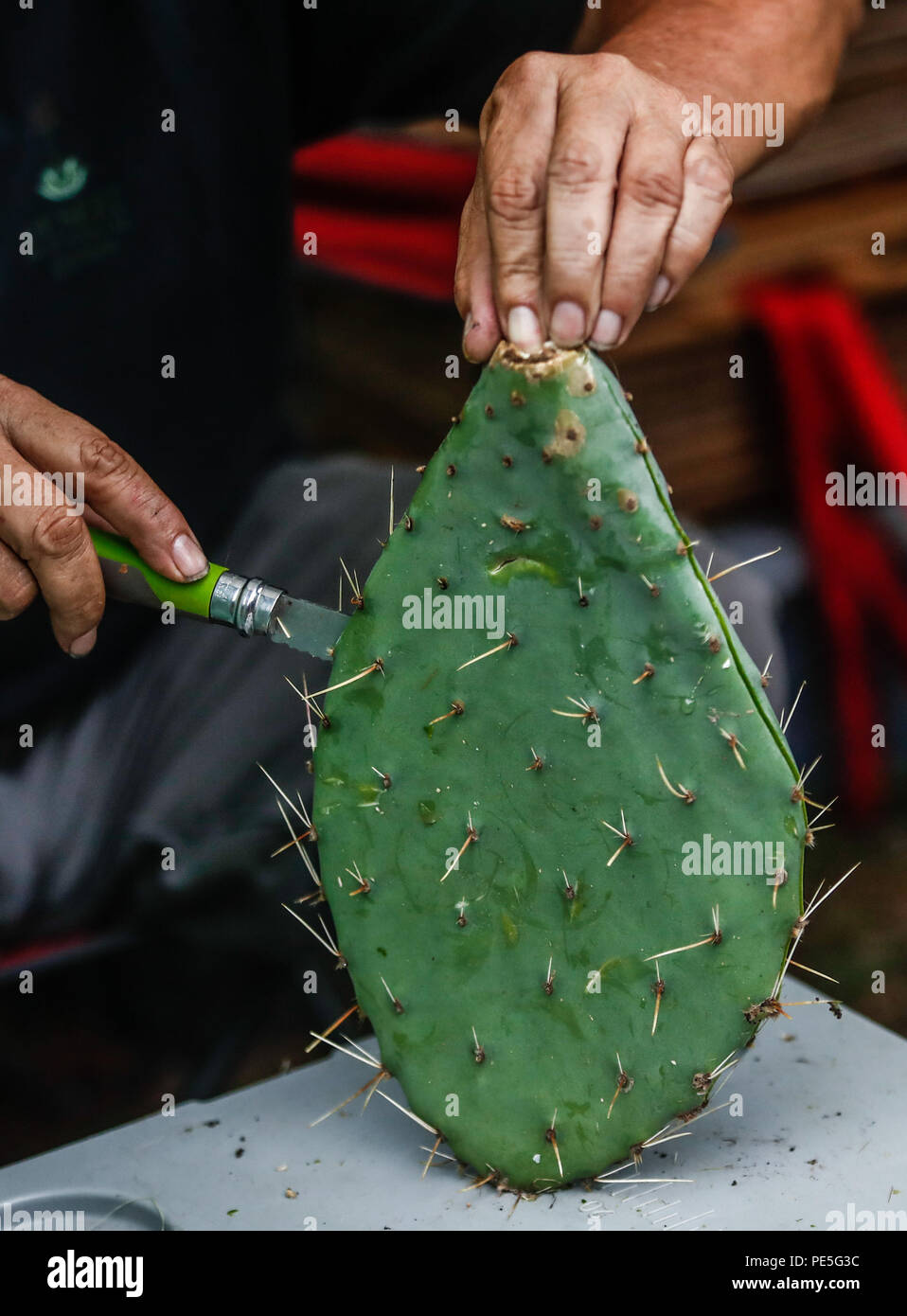 Raul Puente, miembro de la org Desert Botanical Garden de Phoenix ...