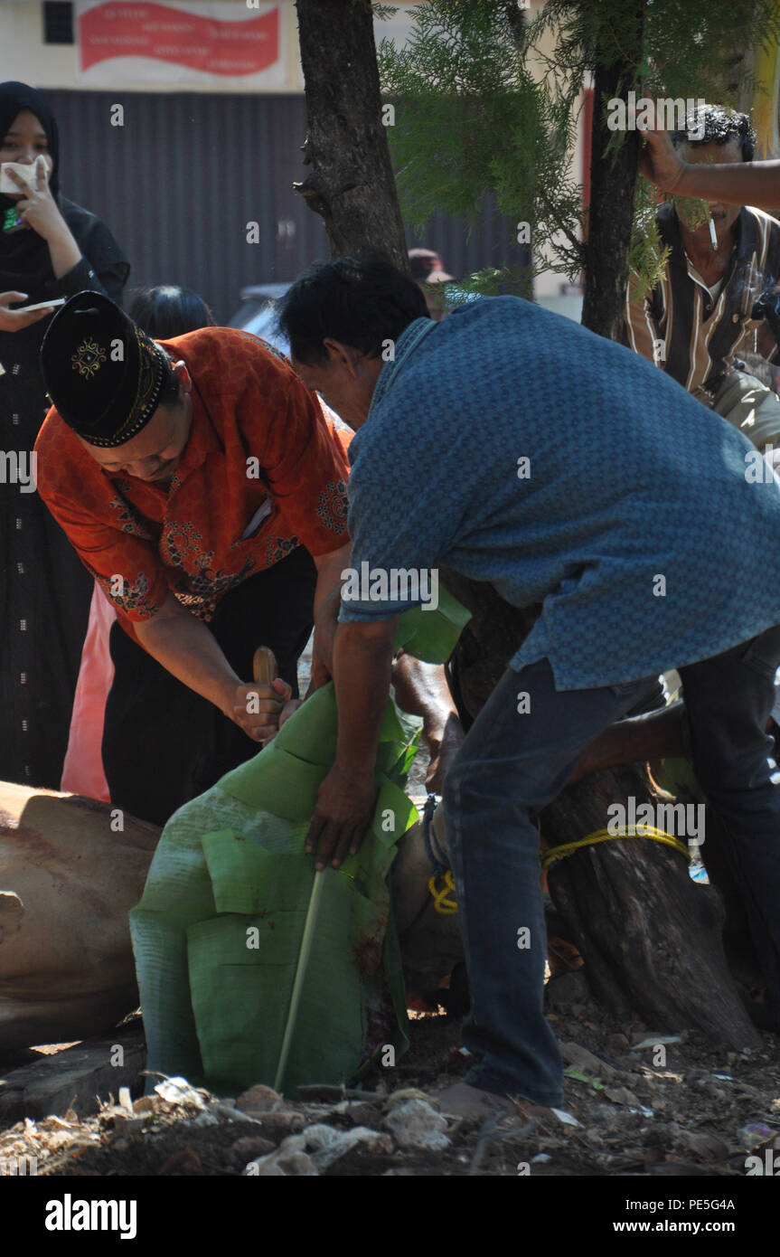 A slaughterman cut sacrificial cow throat in Eid al-Adha on September ...