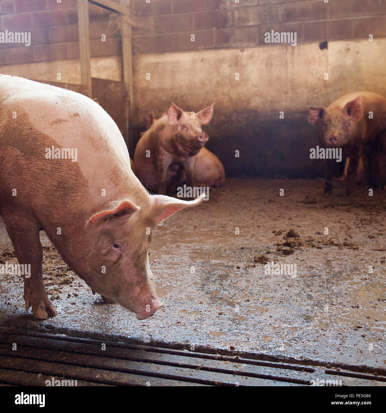 pigs inside stable of organic farm in italy Stock Photo - Alamy
