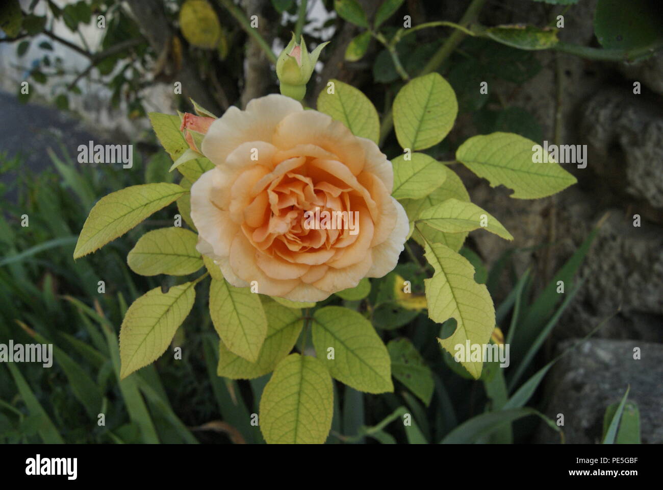 fleurs de France Stock Photo - Alamy