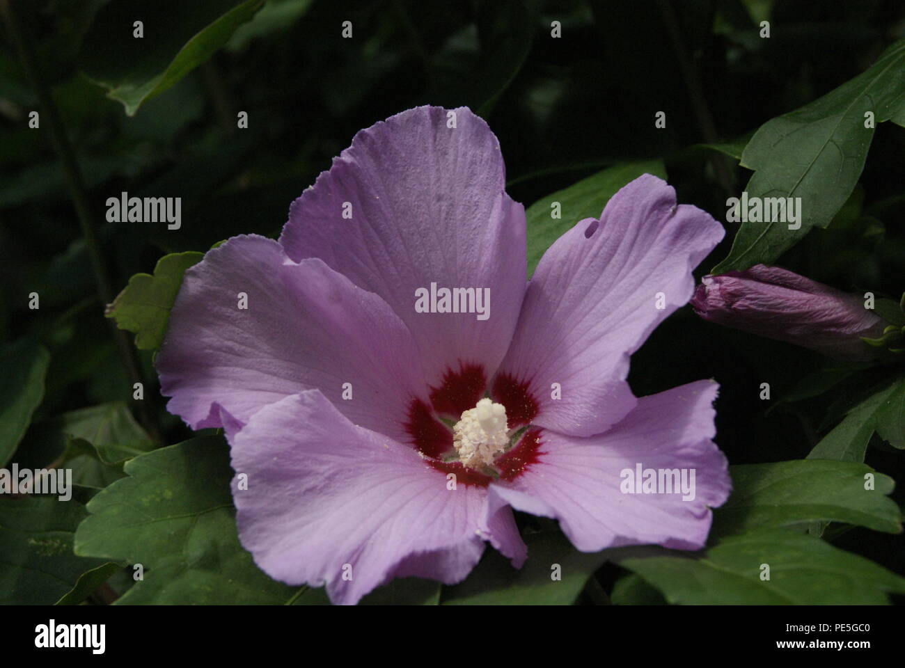 fleurs de France Stock Photo - Alamy