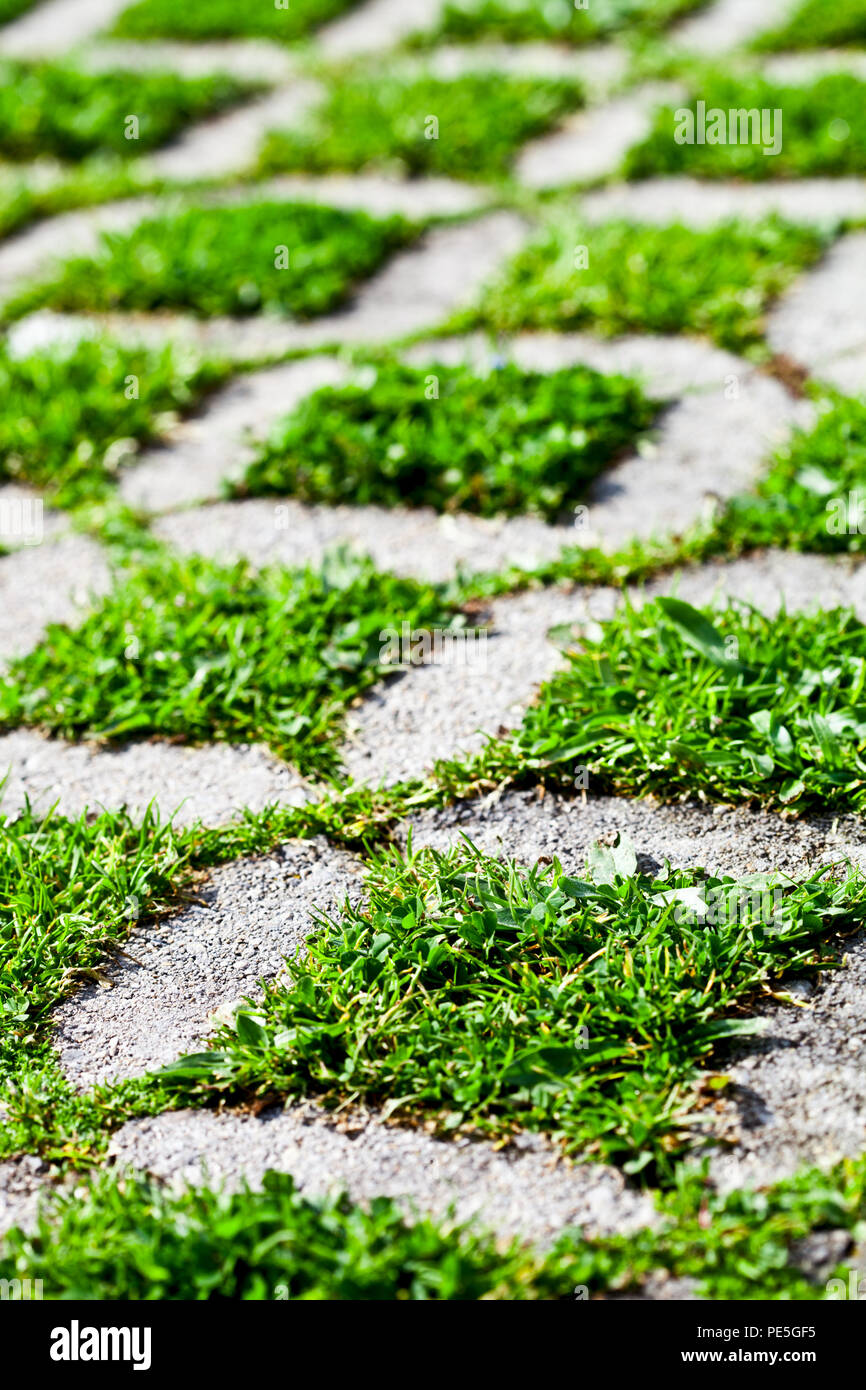 stone block walk path in the park with green grass background Stock ...