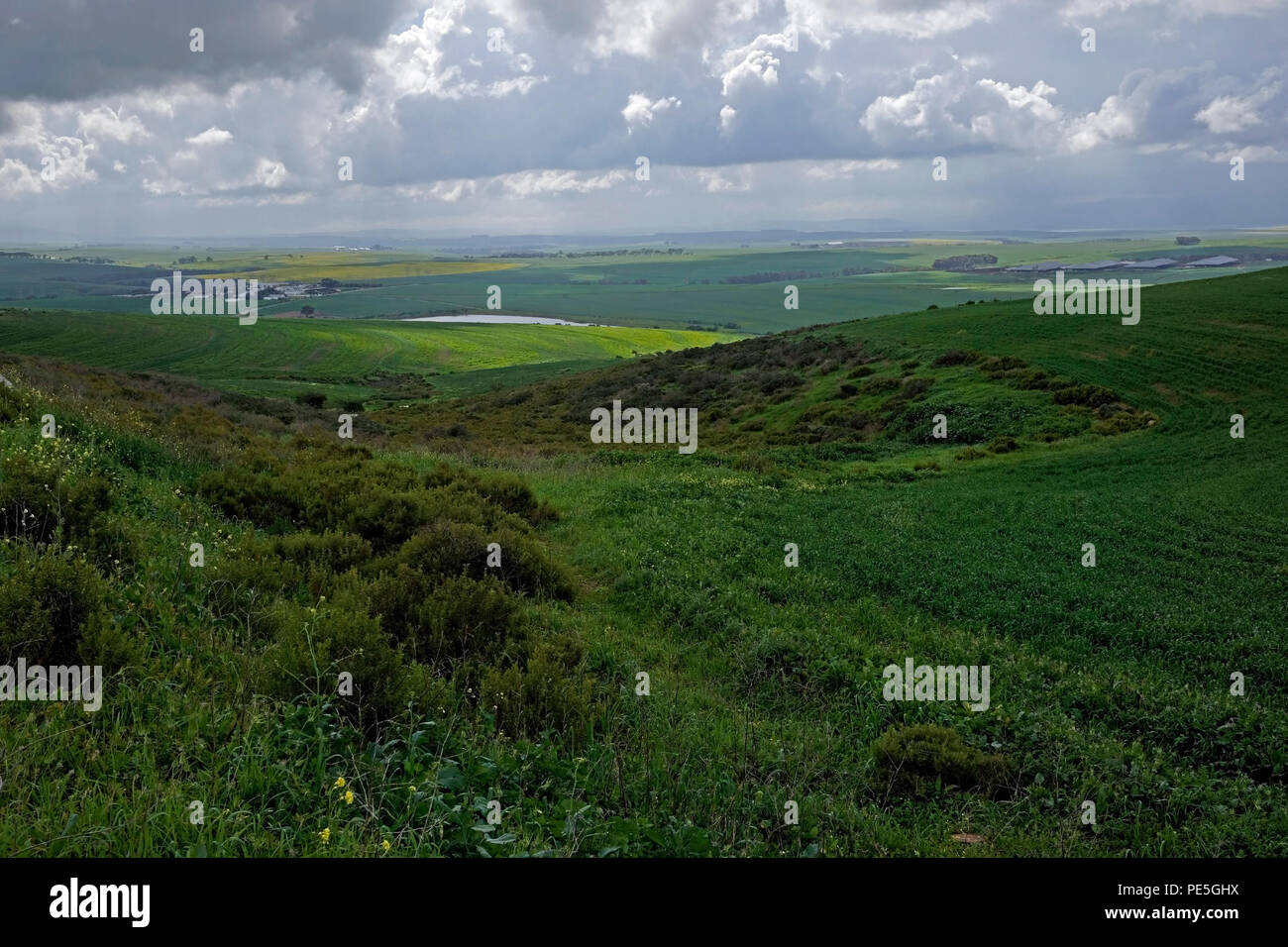 Wheatfields in the Boland region of the Western Cape Province of South ...