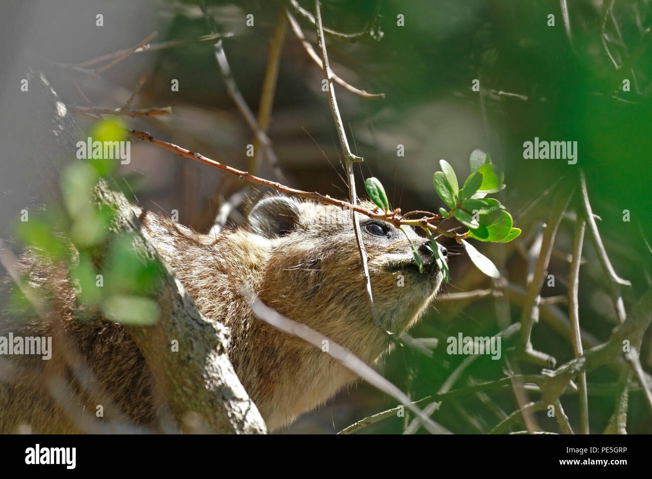 Boulders penguin colony rock hyrax hi-res stock photography and images ...