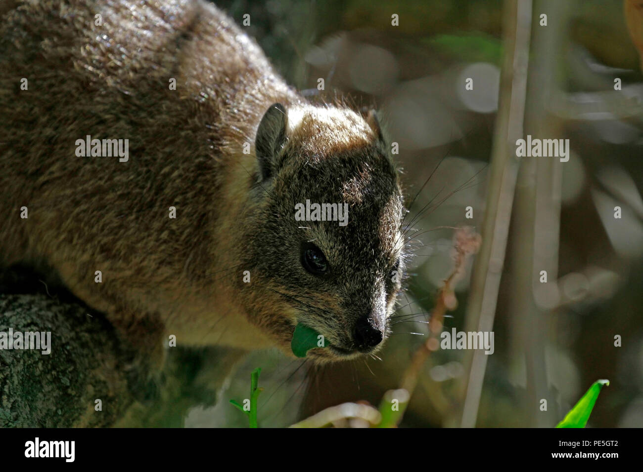 Boulders penguin colony rock hyrax hi-res stock photography and images ...