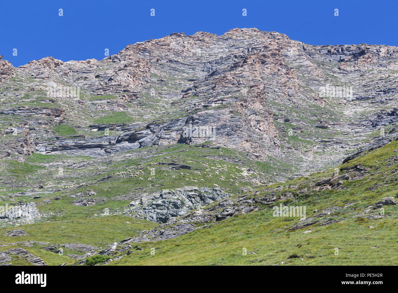 Sheep grazing in the grasslands of vallone di Massello, Piedmont, Italy ...