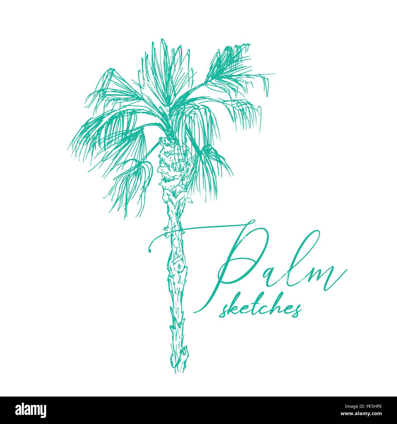 Isolated coconut or queen palm tree with leaves. Beach and rainforest ...