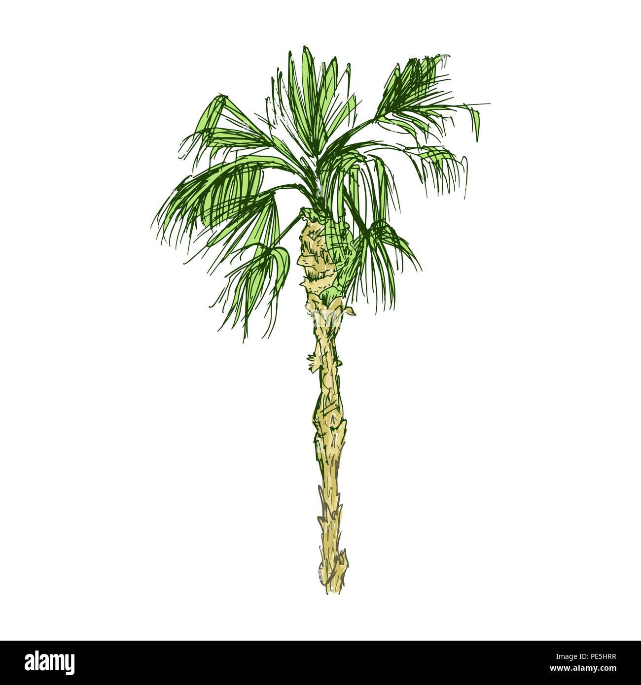 Isolated coconut or queen palm tree with leaves. Beach and rainforest ...