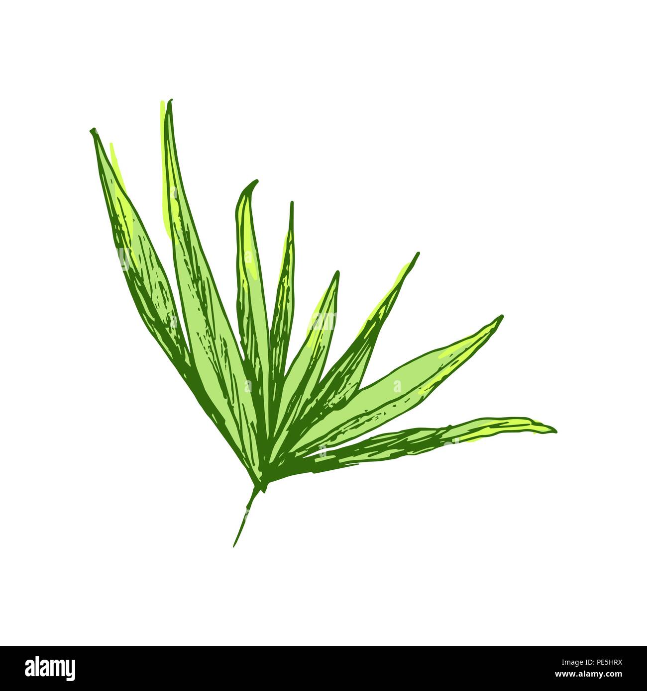 Isolated coconut or queen palm tree with leaves. Beach and rainforest ...