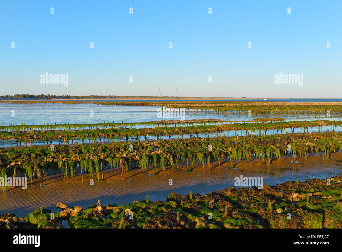 Ile de Ré - Landscape with oyster banks in the sea Stock Photo - Alamy
