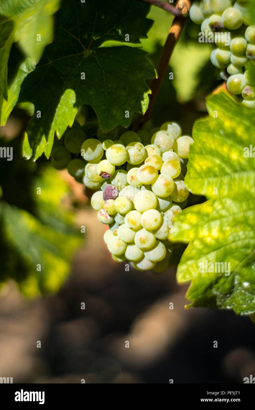 Grapes before harvest Stock Photo - Alamy