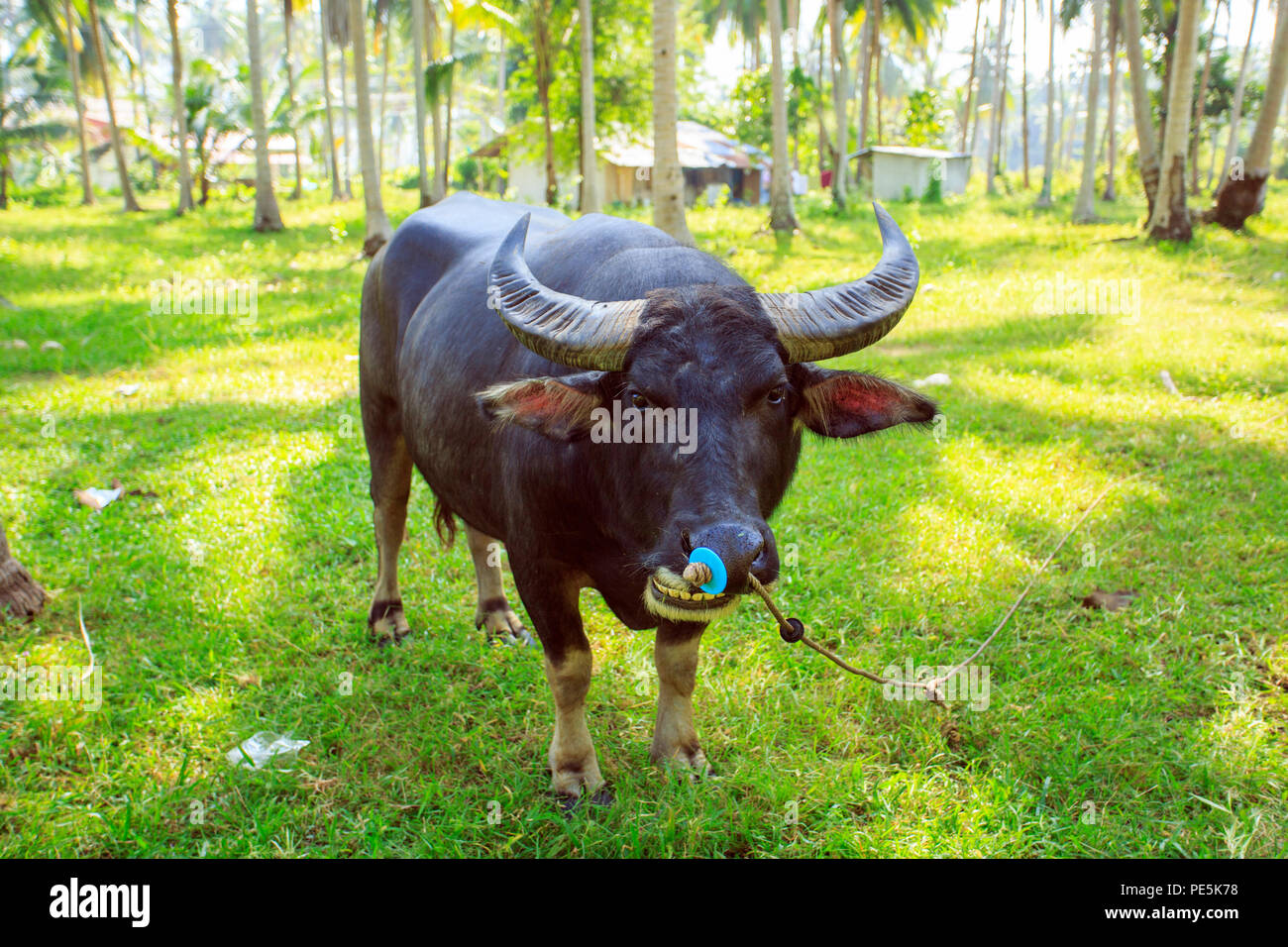 Farmer water buffalo carabao in hi-res stock photography and images - Alamy