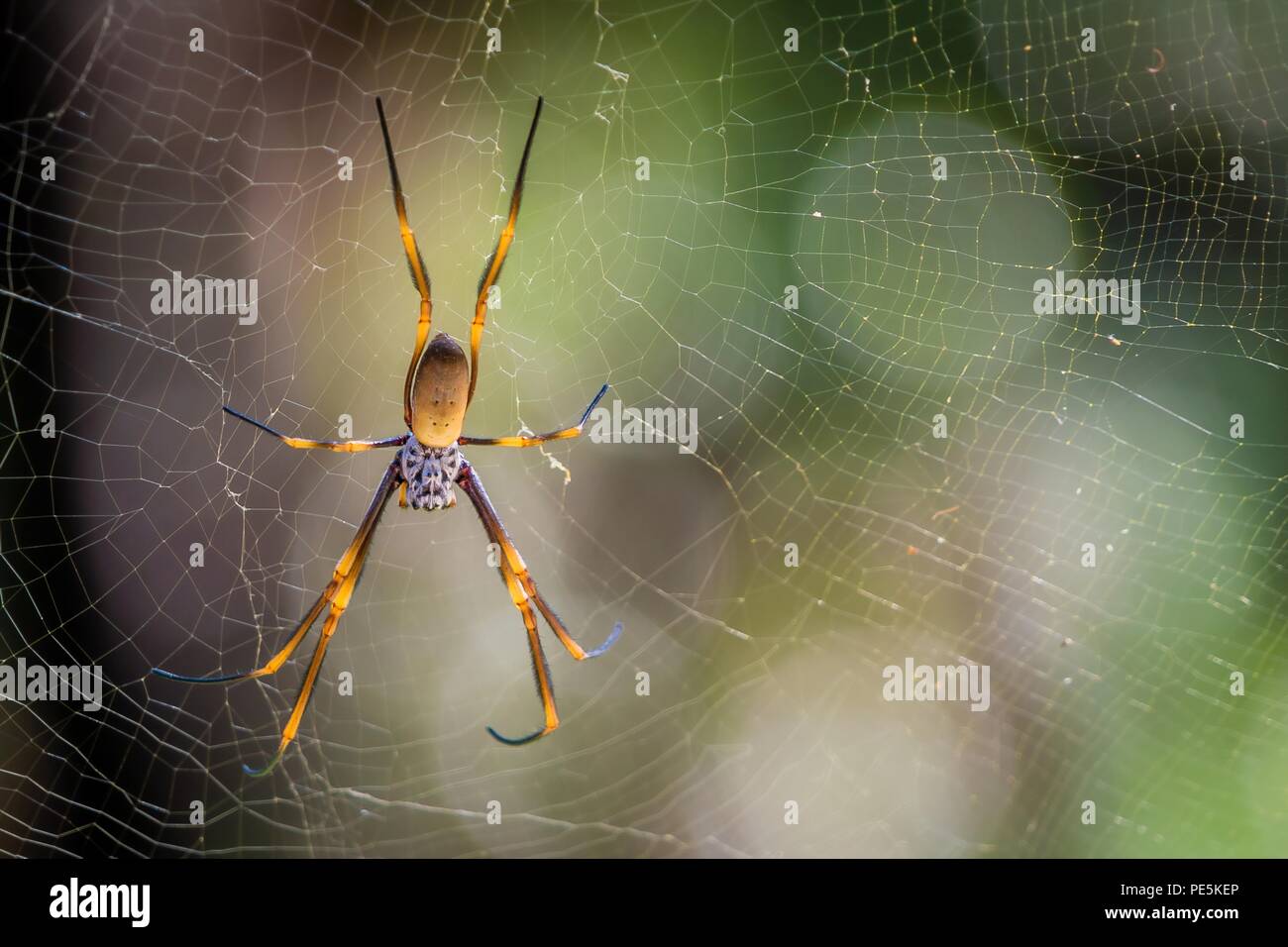 Golden orb weaving spider Nephila plumipes in Australia Stock Photo - Alamy