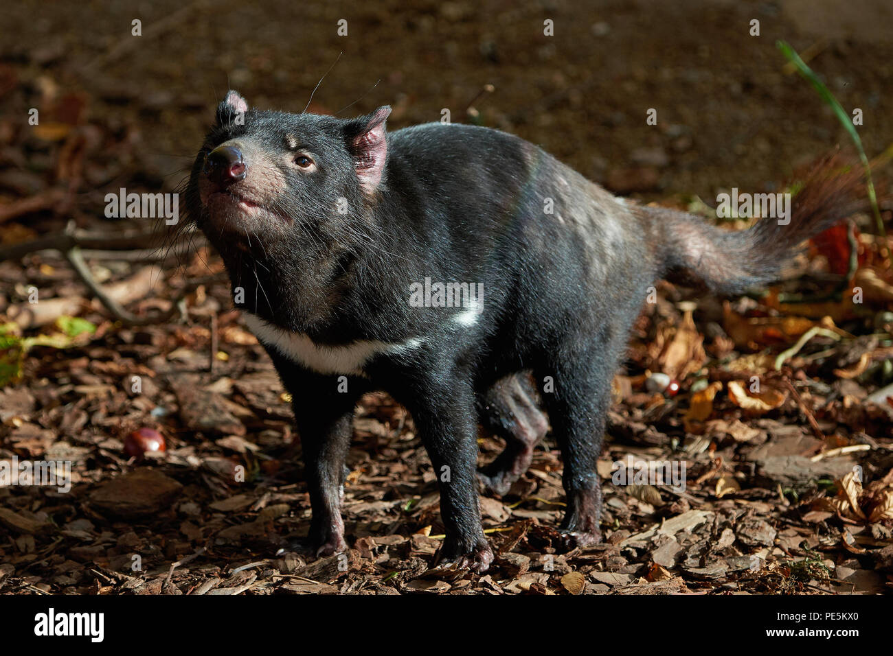 Closeup portrait of a black Tasmanian Devil Stock Photo - Alamy