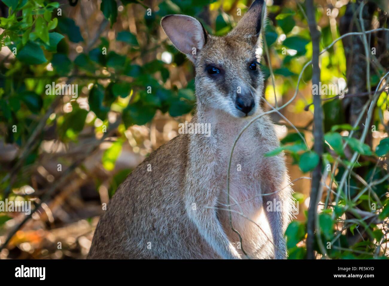Wallaby looking at the camera in Cape Hillsborough national park ...