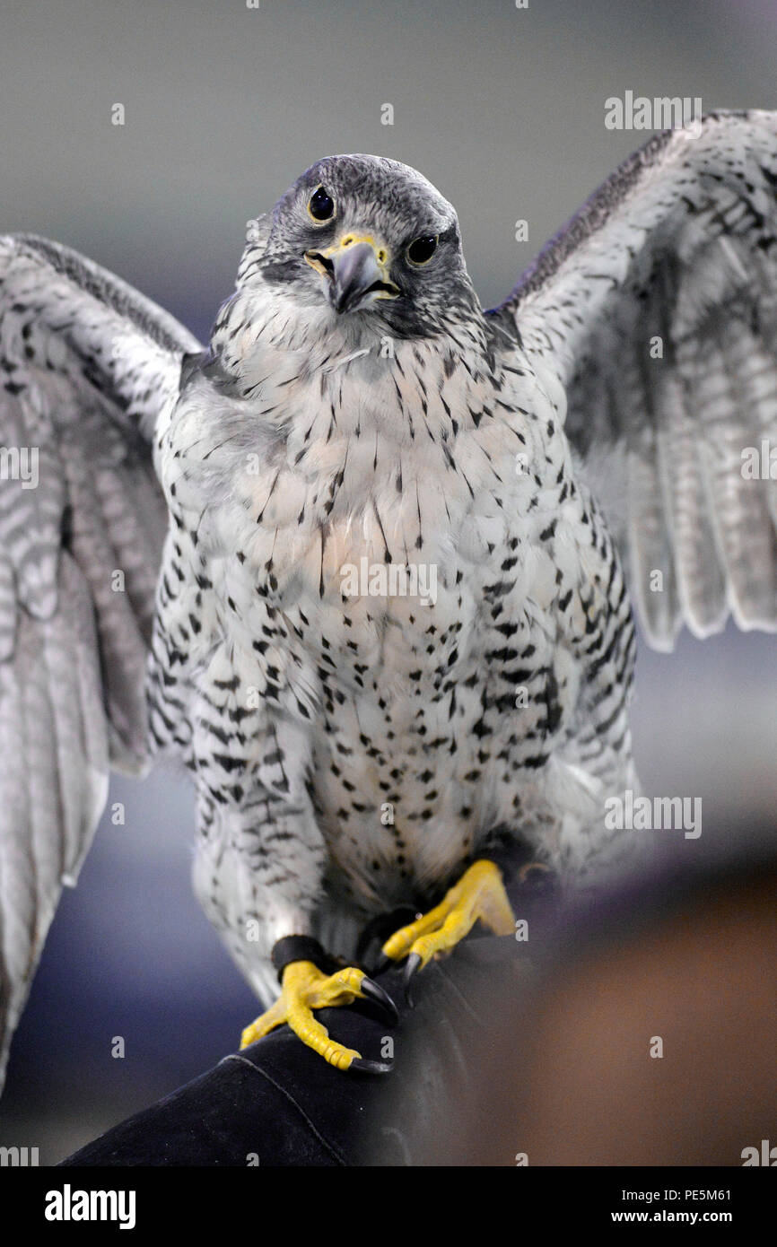 U S Air Force Academy Falcon High Resolution Stock Photography and ...