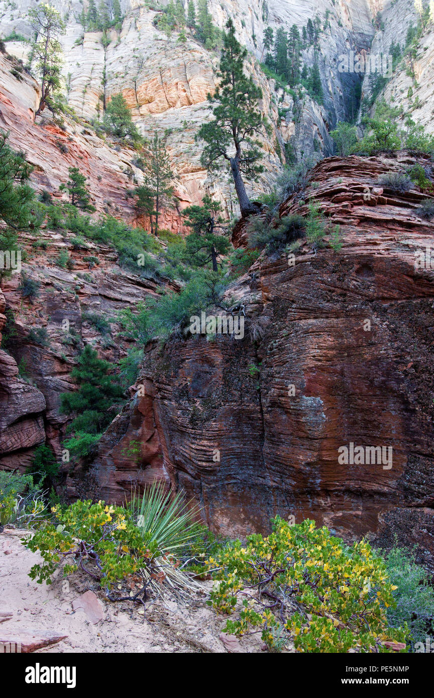 Scenery along Observation Point trail in Zion National Park, Utah, the ...