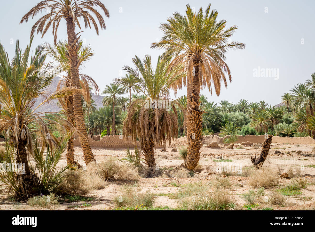 Figuig morocco oriental hi-res stock photography and images - Alamy