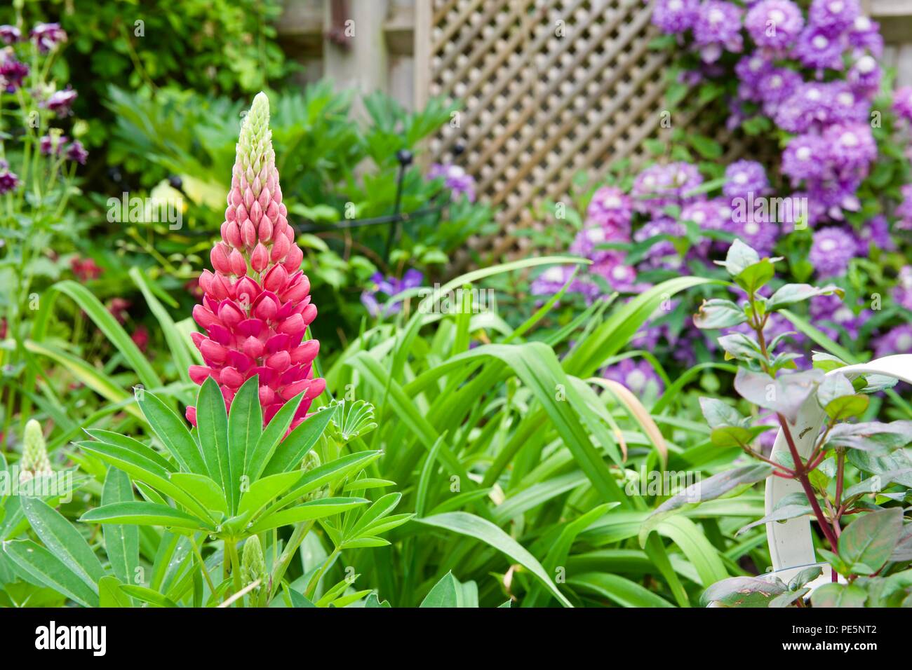 Lupinus 'Gallery Red' (Gallery Series) lupin Stock Photo - Alamy