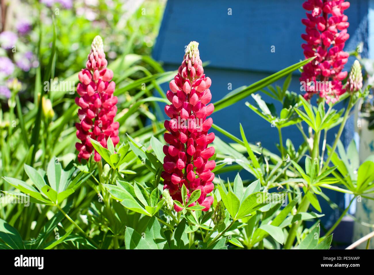 Lupinus 'Gallery Red' (Gallery Series) lupin Stock Photo - Alamy