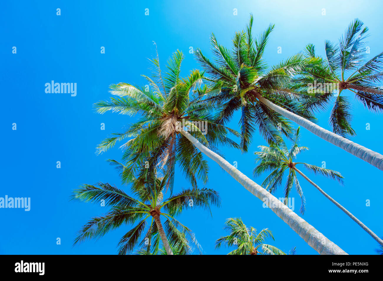 Coconut tree on sky background Stock Photo - Alamy