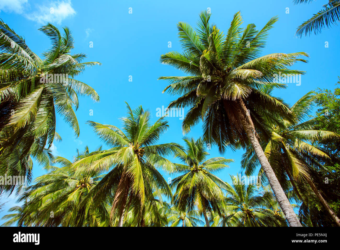 Coconut tree on sky background Stock Photo - Alamy