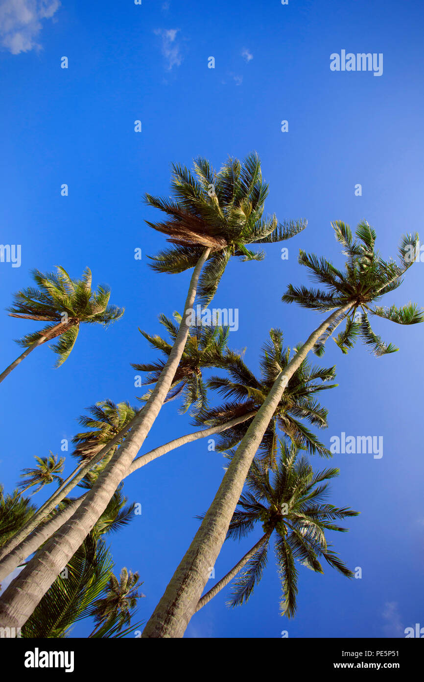 Coconut tree on sky background Stock Photo - Alamy